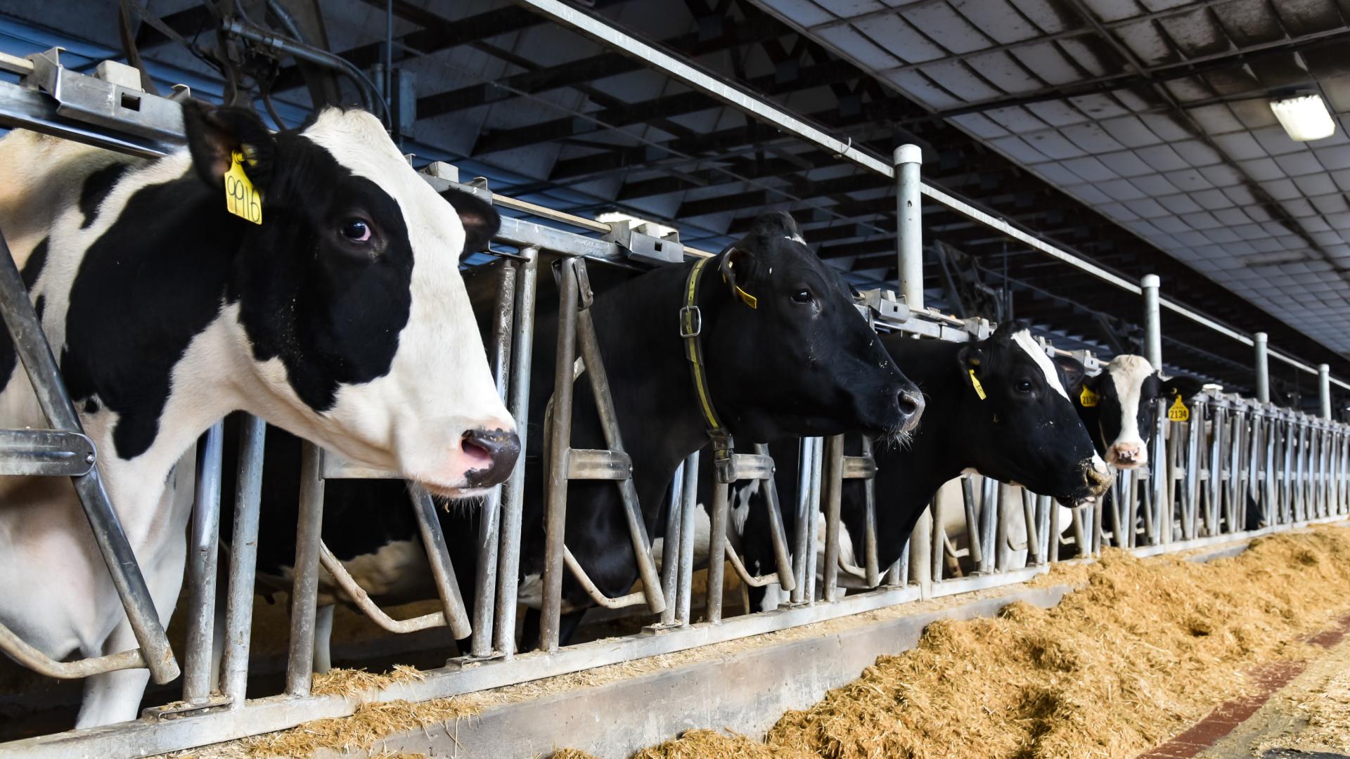 Cow In Barn Wallpapers - Wallpaper Cave