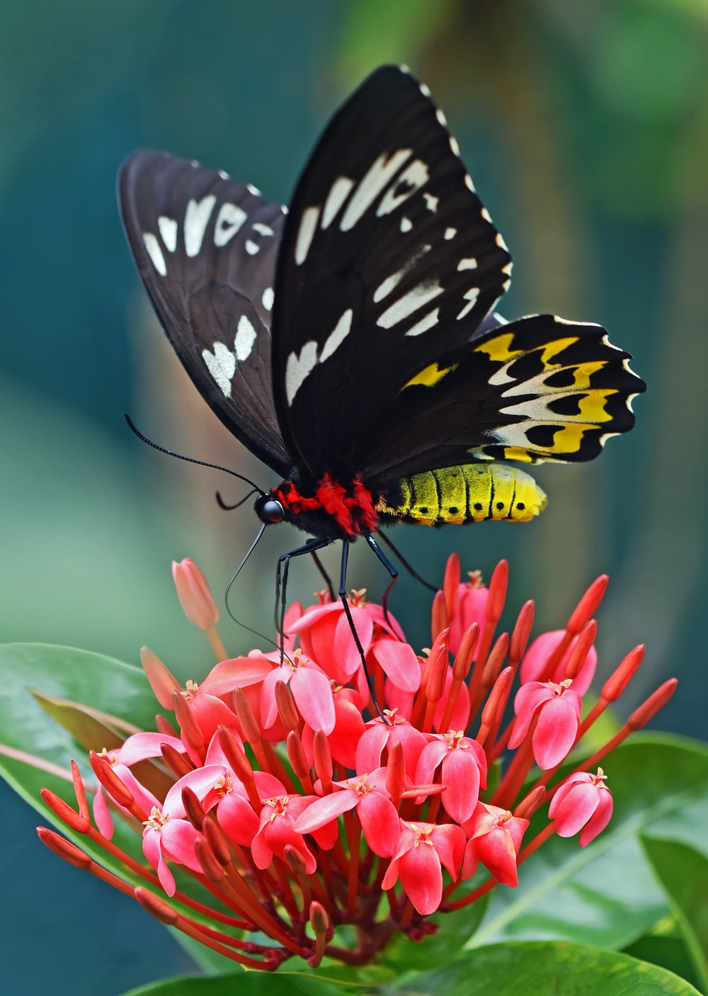 Colourful Butterfly Wallpapers - Wallpaper Cave