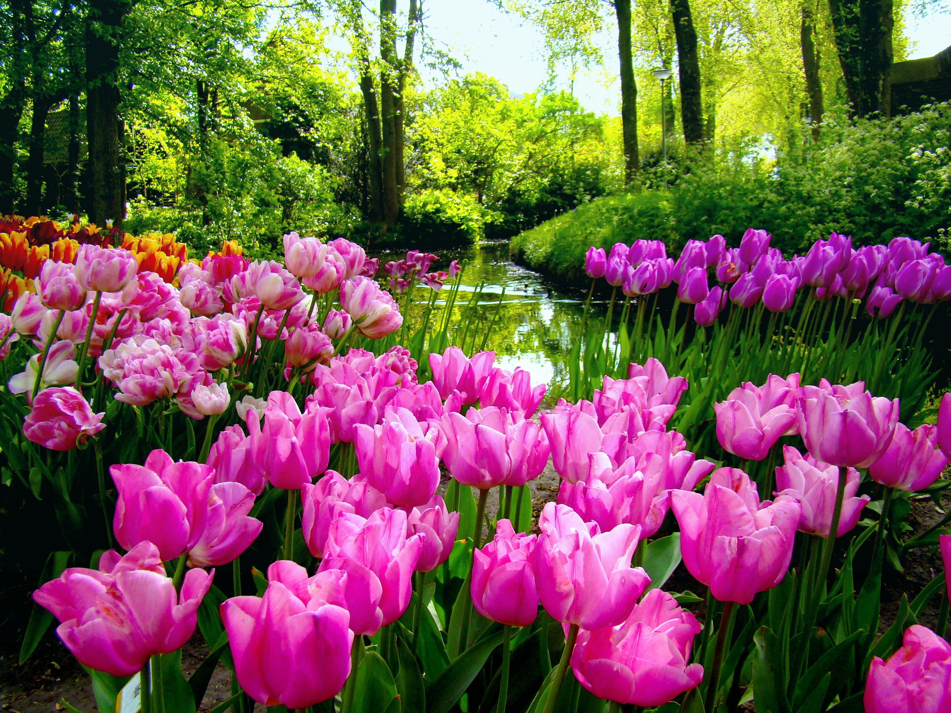 Spring Flower Computer Wallpapers - Wallpaper Cave