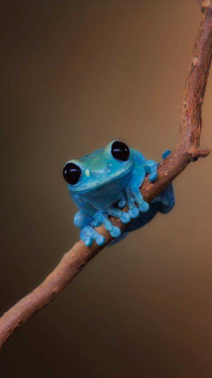 Baby Frogs Wallpapers - Wallpaper Cave