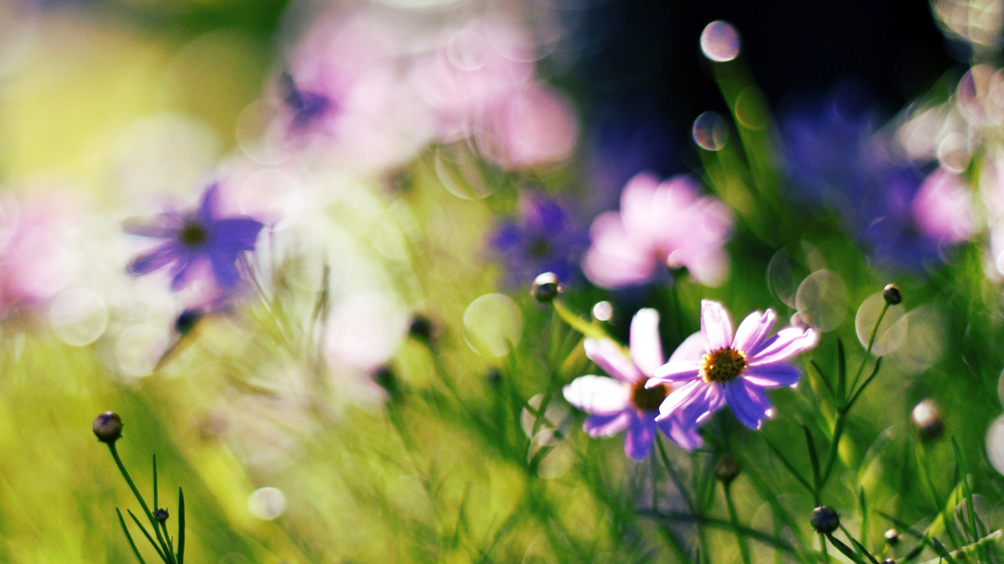 Spring Day 4k Wallpapers - Wallpaper Cave