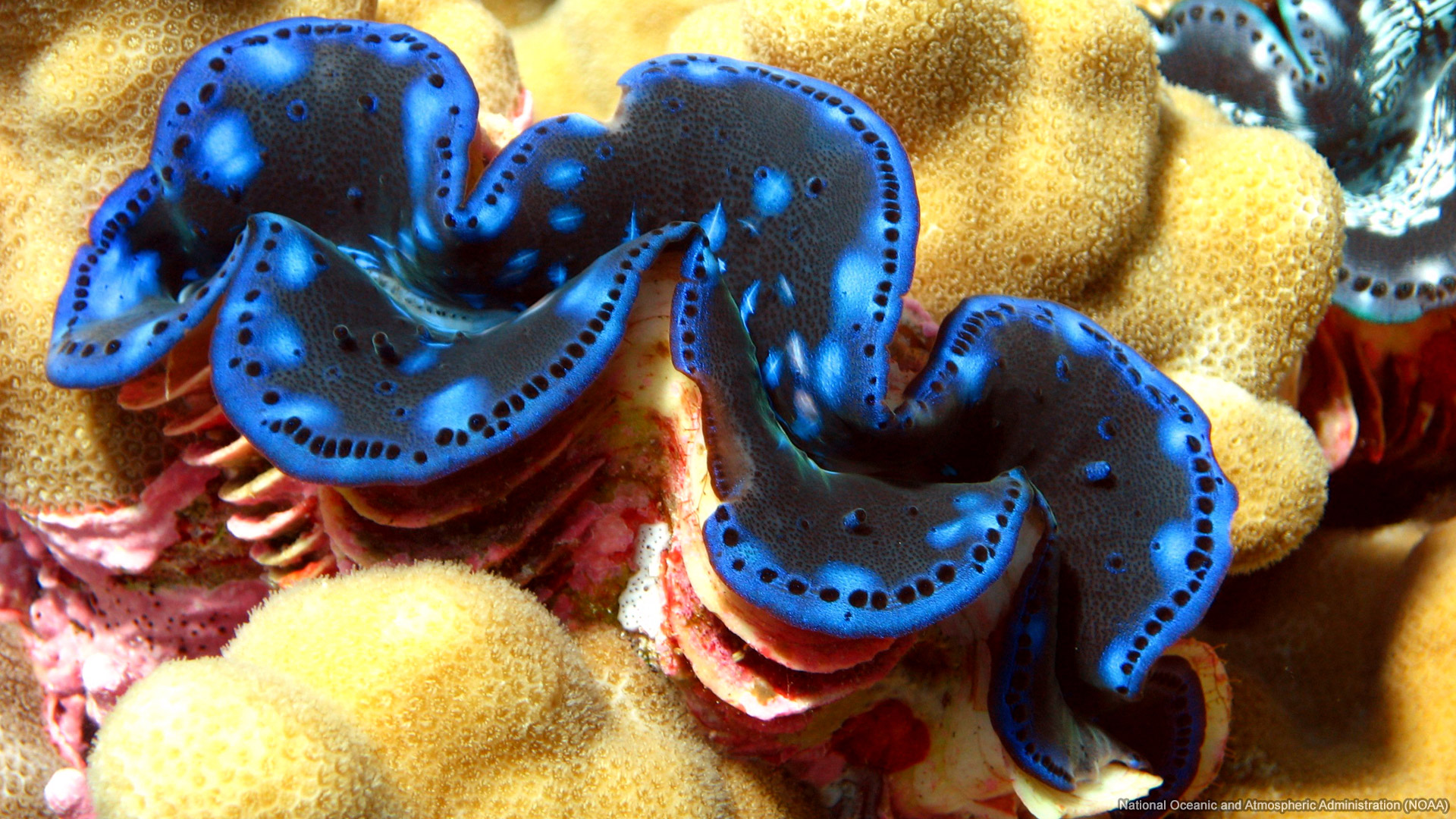 Giant Clam Wallpapers - Wallpaper Cave