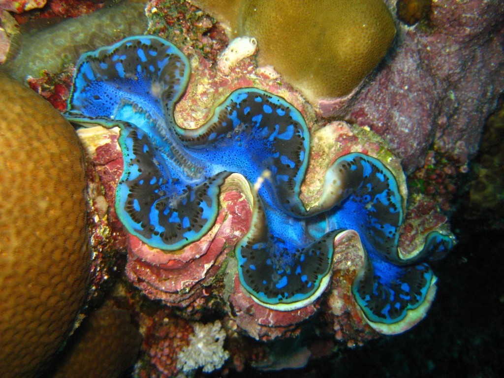Giant Clam Wallpapers - Wallpaper Cave