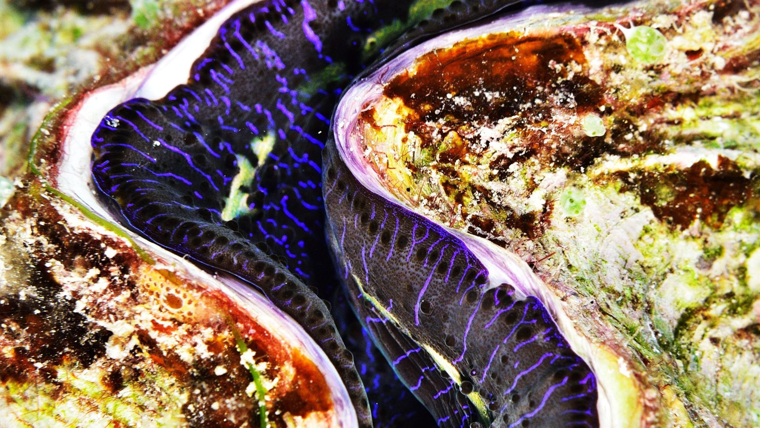 Giant Clam Wallpapers - Wallpaper Cave