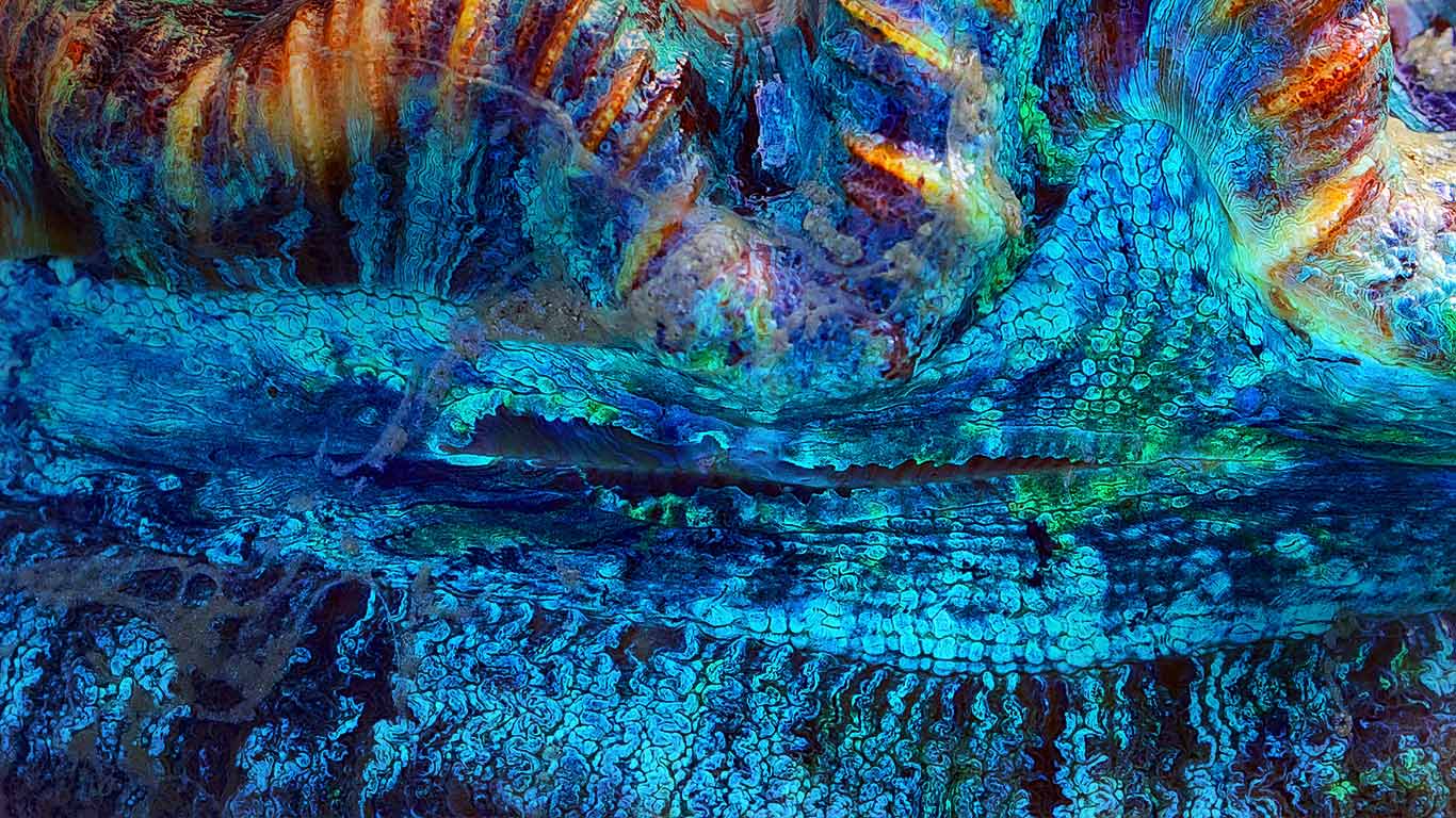 Giant Clam Wallpapers - Wallpaper Cave