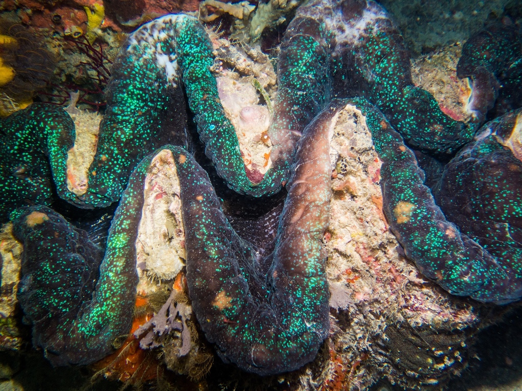 Giant Clam Wallpapers - Wallpaper Cave