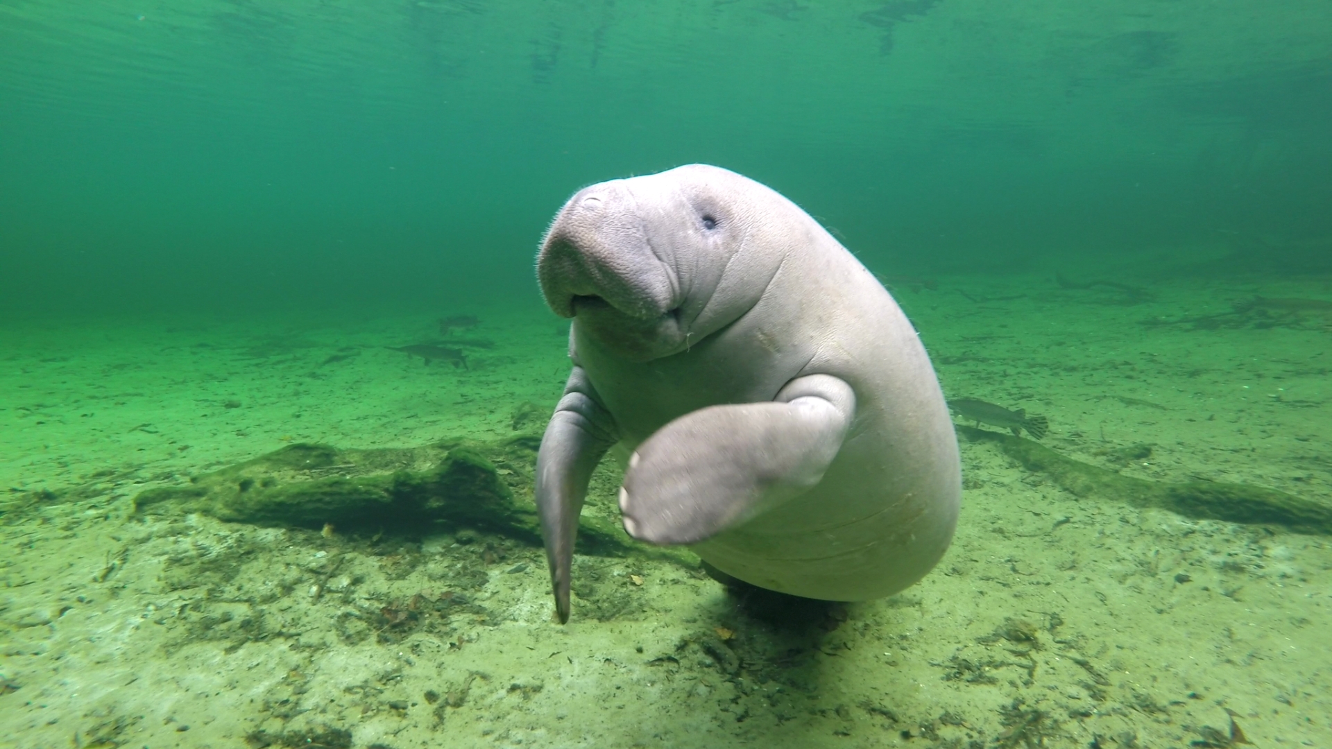 Sea Cow Wallpapers - Wallpaper Cave