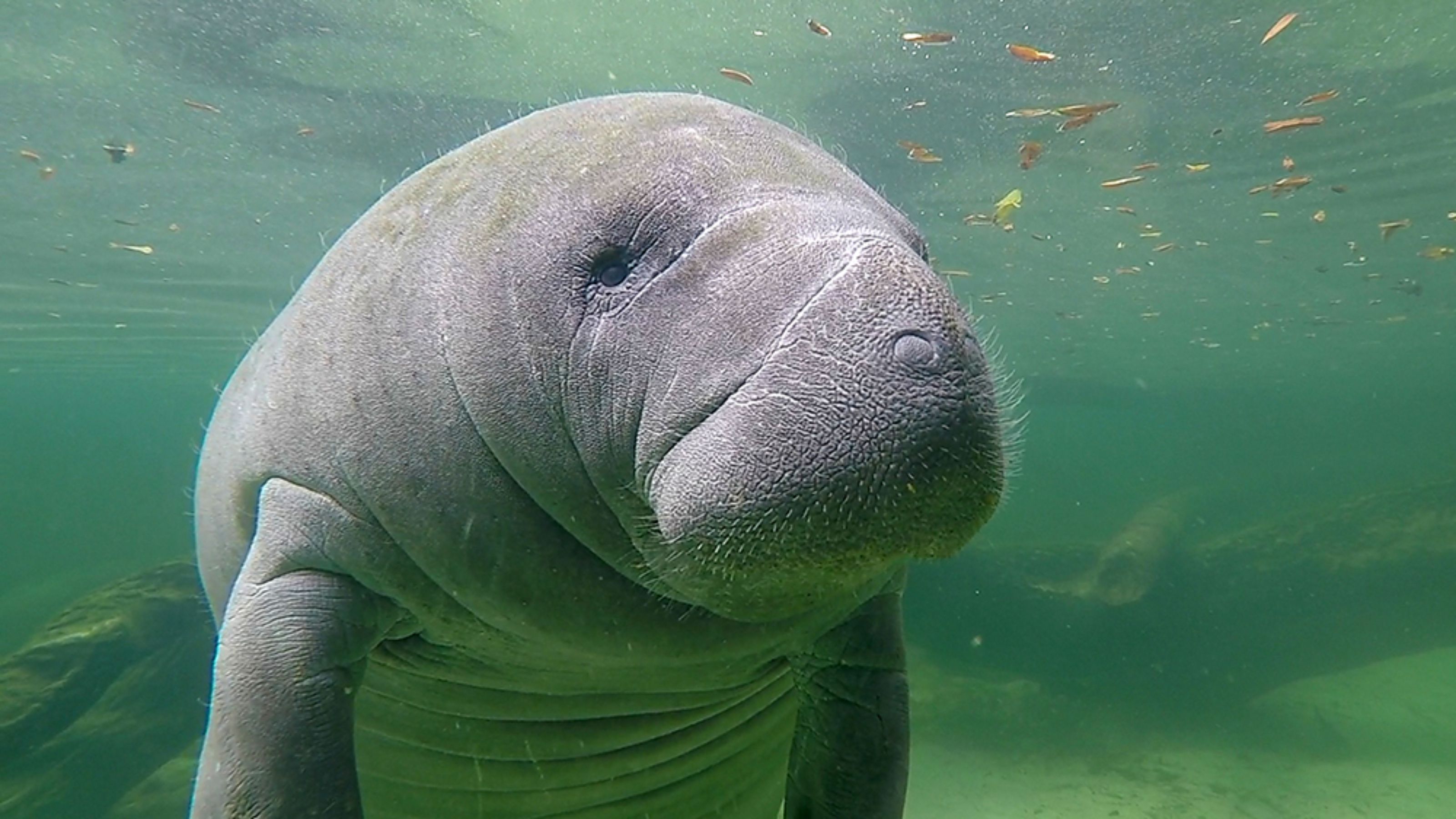 Sea Cow Wallpapers - Wallpaper Cave