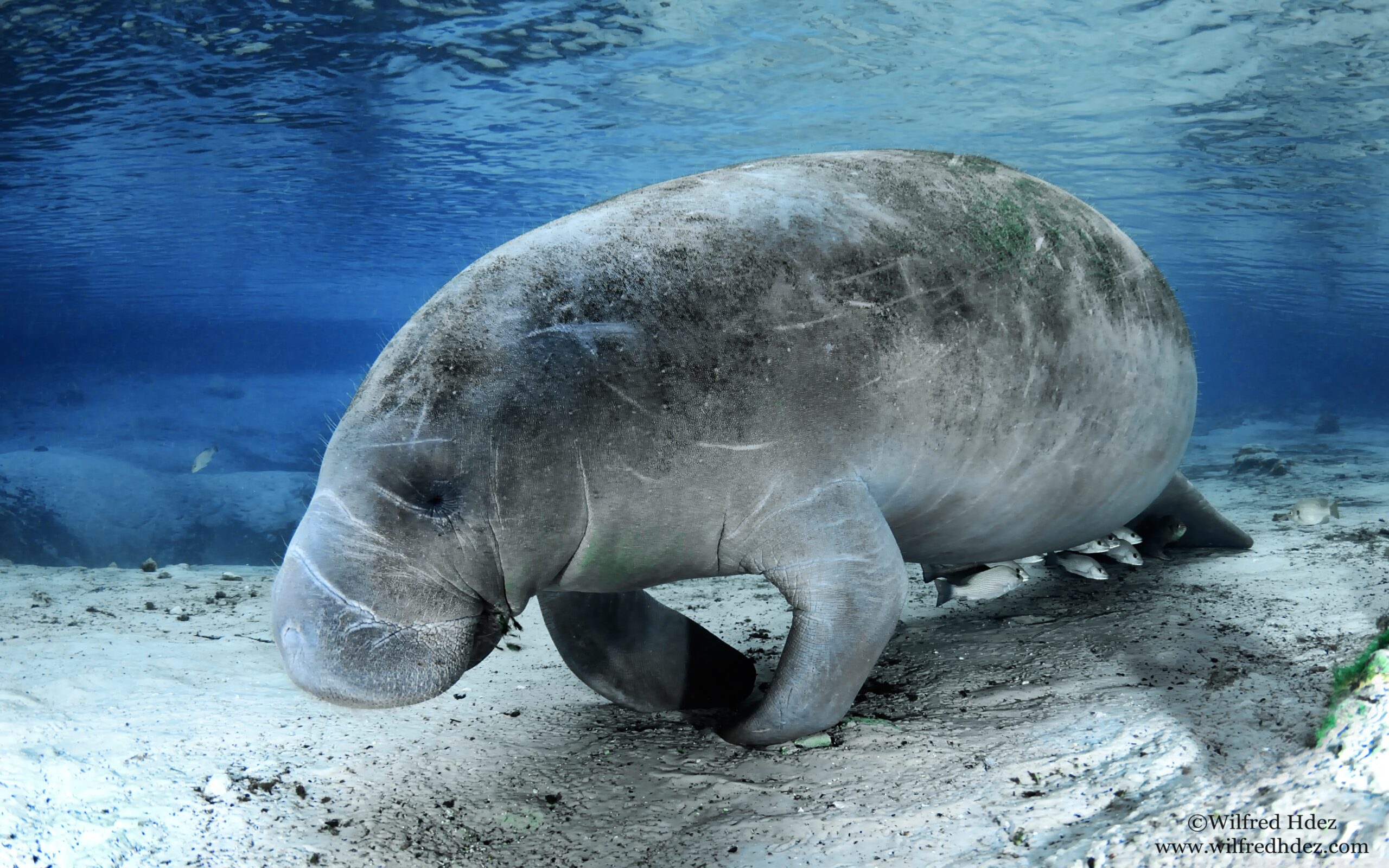 Sea Cow Wallpapers - Wallpaper Cave