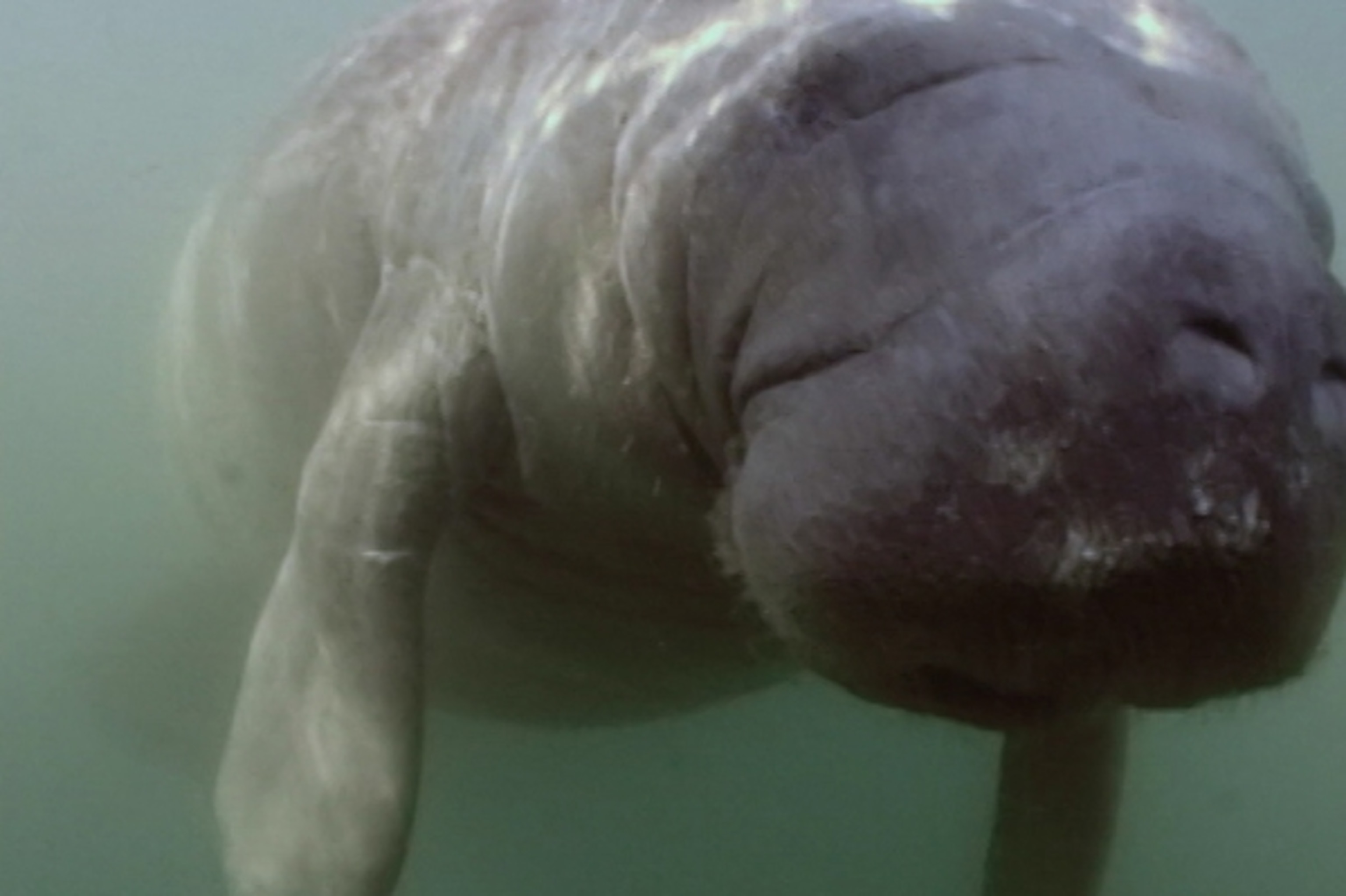 Sea Cow Wallpapers - Wallpaper Cave