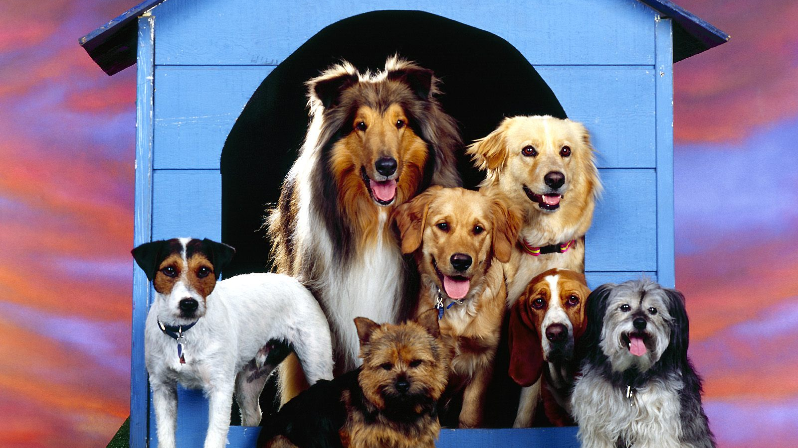 Dog House Wallpapers - Wallpaper Cave