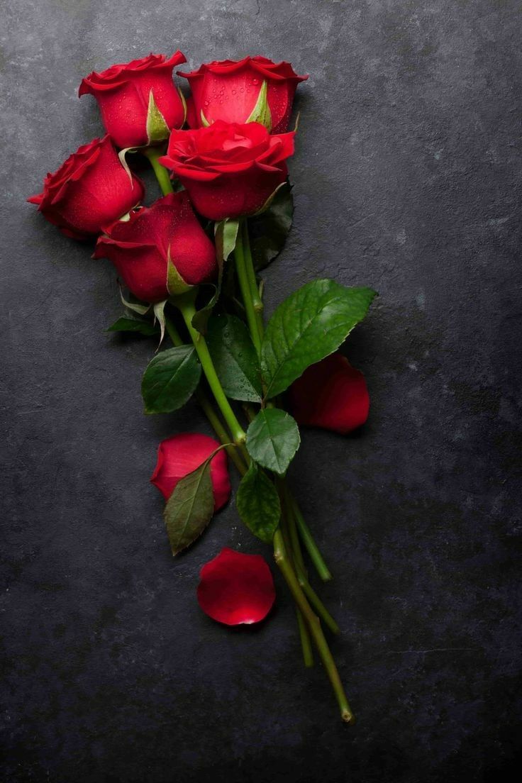 Pretty Rose Wallpapers - Wallpaper Cave