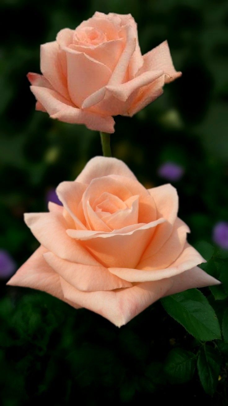 Pretty Rose Wallpapers - Wallpaper Cave