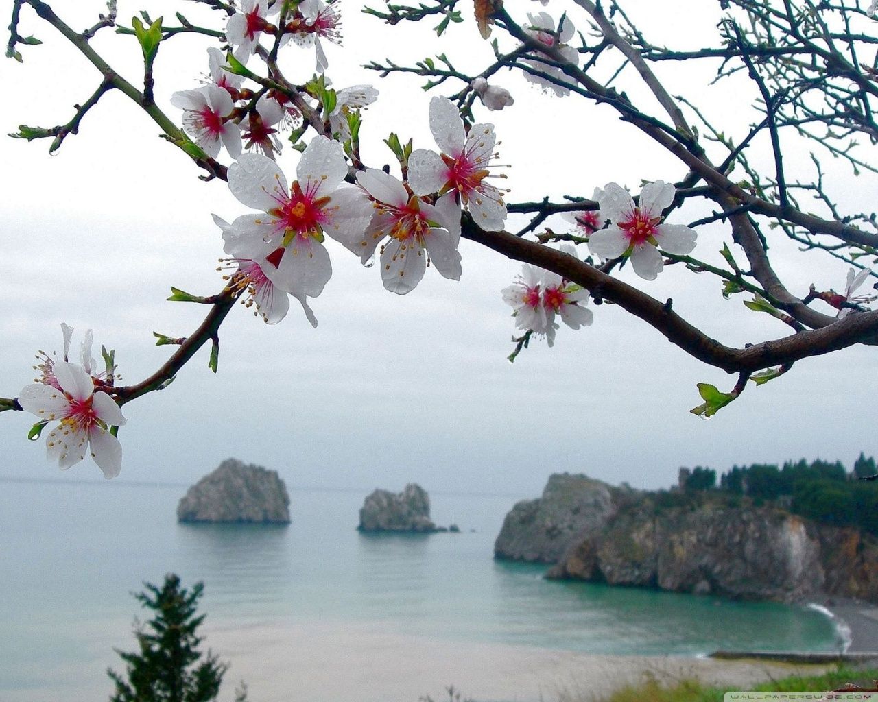 Wide Spring Wallpapers - Wallpaper Cave