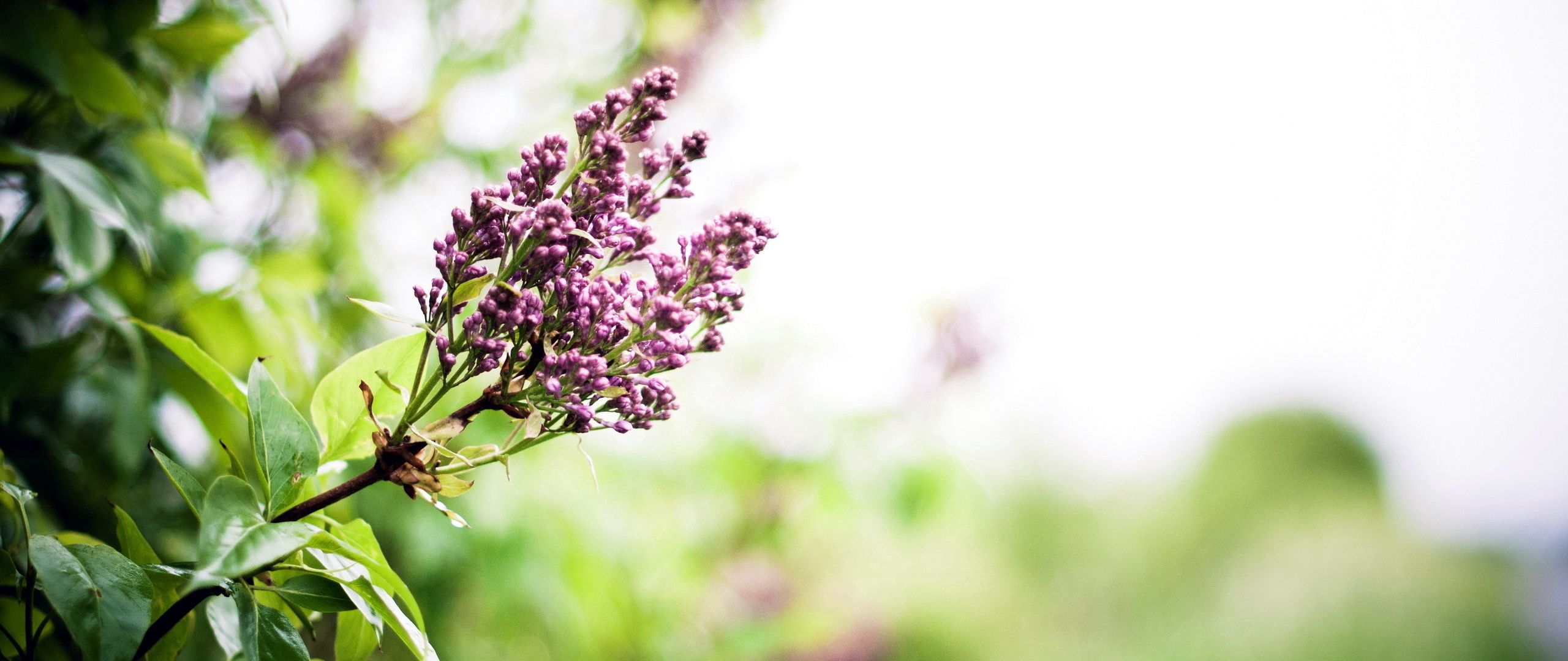 Wide Spring Wallpapers - Wallpaper Cave