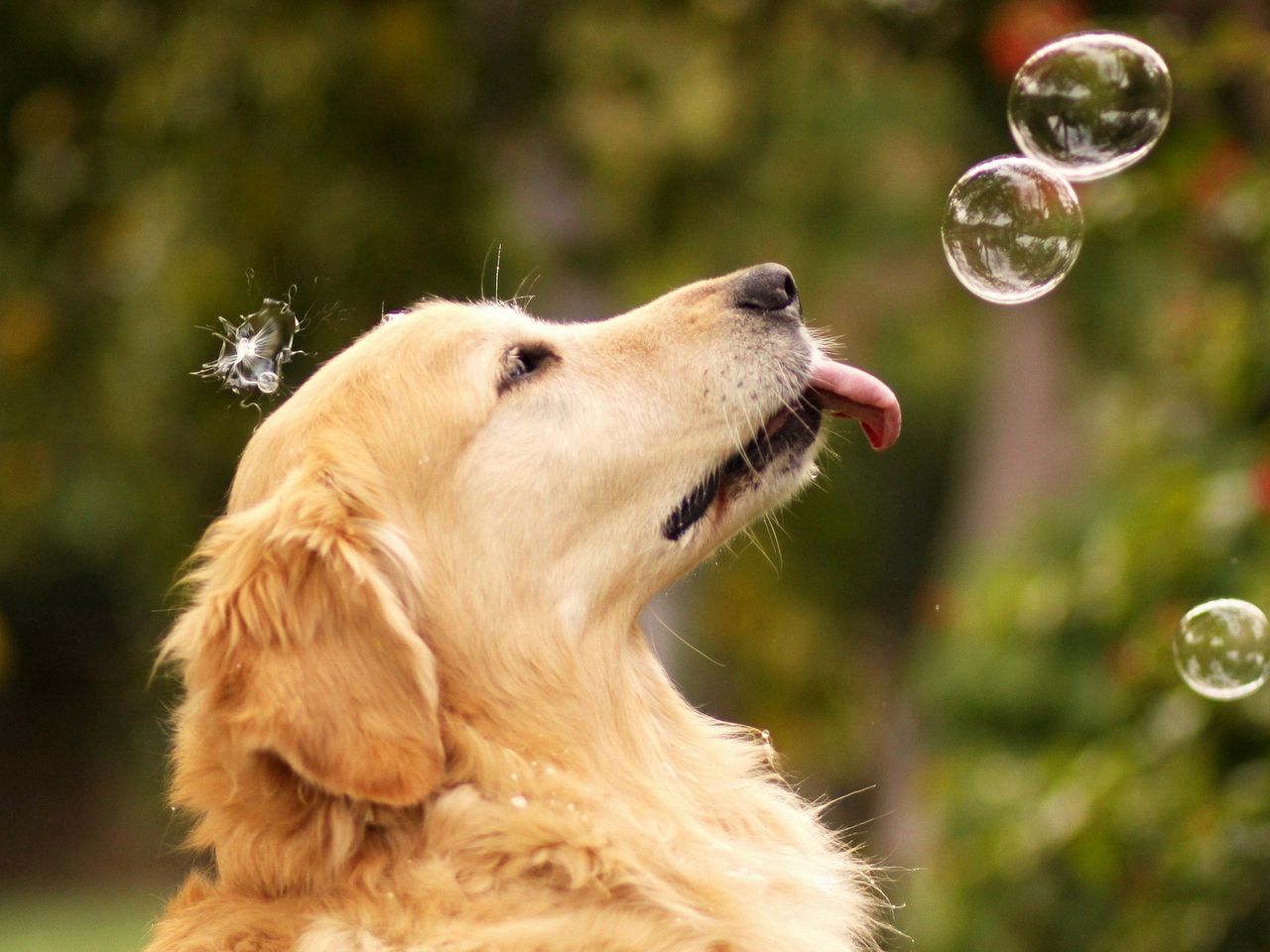 Animal Summer Wallpapers - Wallpaper Cave