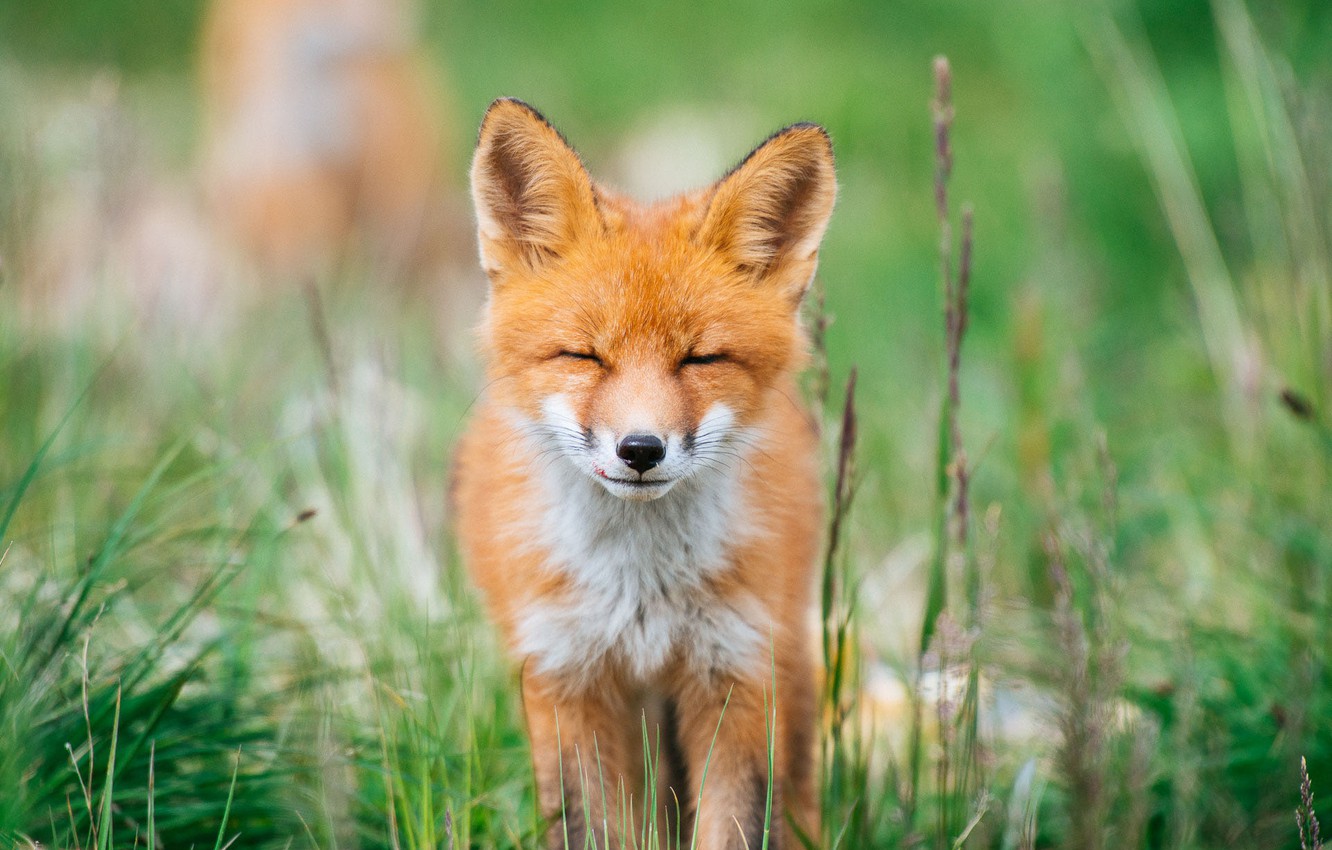 Animal Summer Wallpapers - Wallpaper Cave