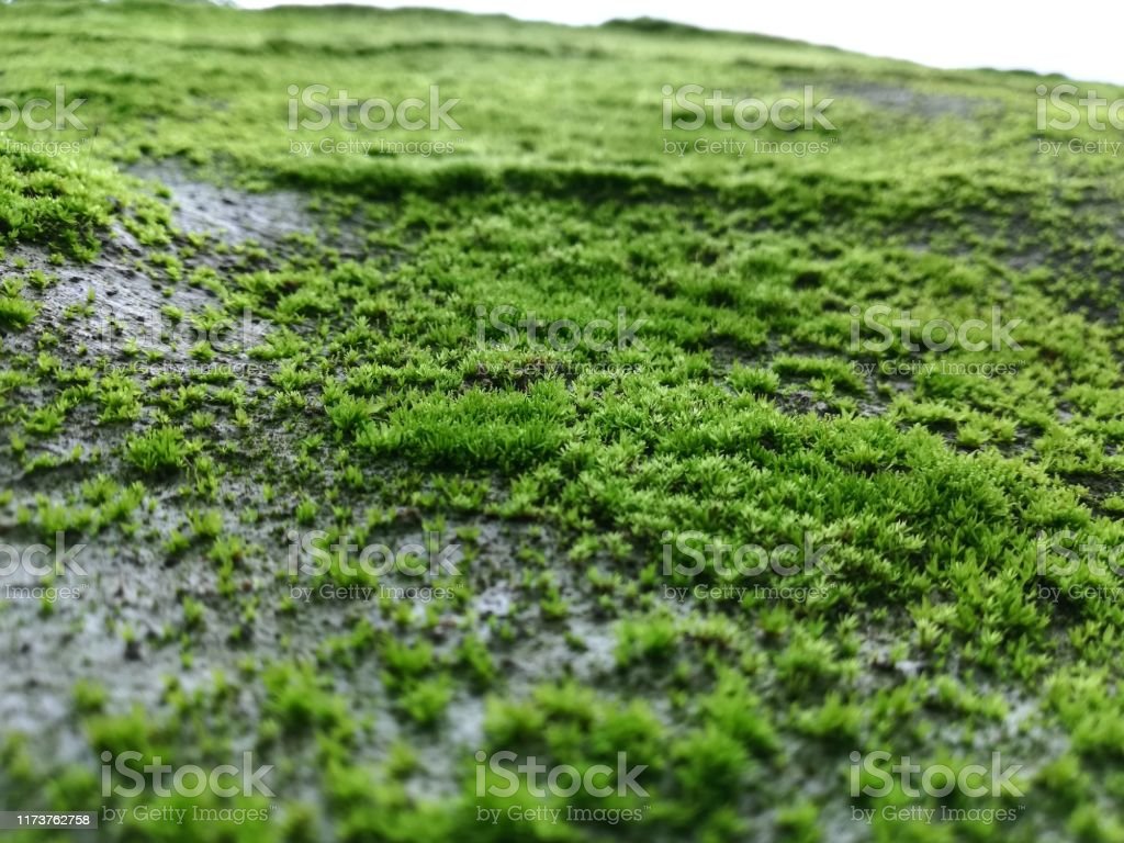 Chlorophyta Wallpapers - Wallpaper Cave