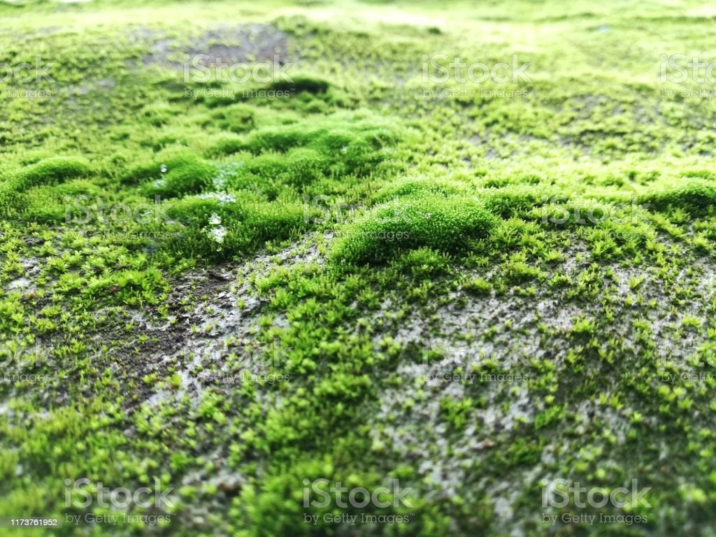 Chlorophyta Wallpapers - Wallpaper Cave