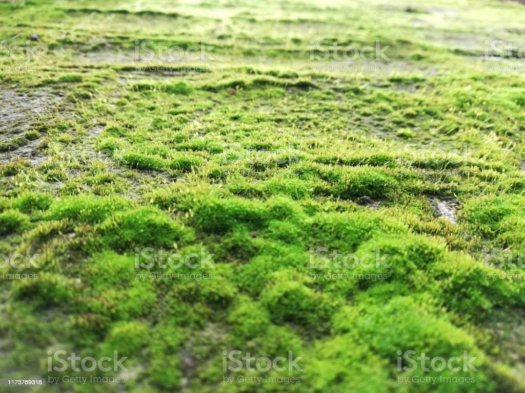 Chlorophyta Wallpapers - Wallpaper Cave