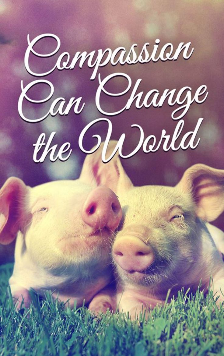 Animal Rights Wallpapers - Wallpaper Cave