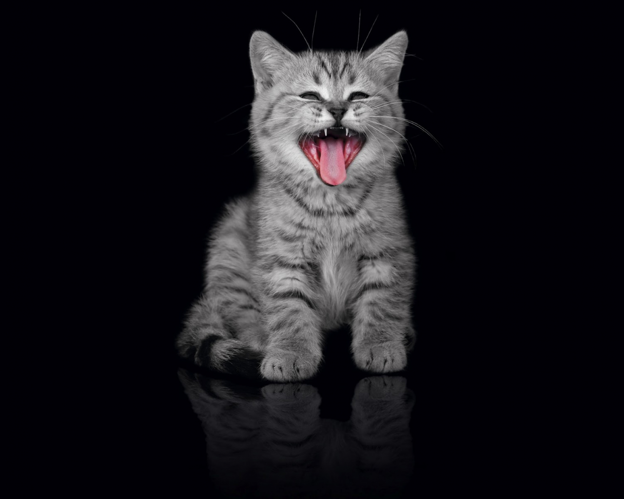 Gray Kitten Wallpapers - Wallpaper Cave