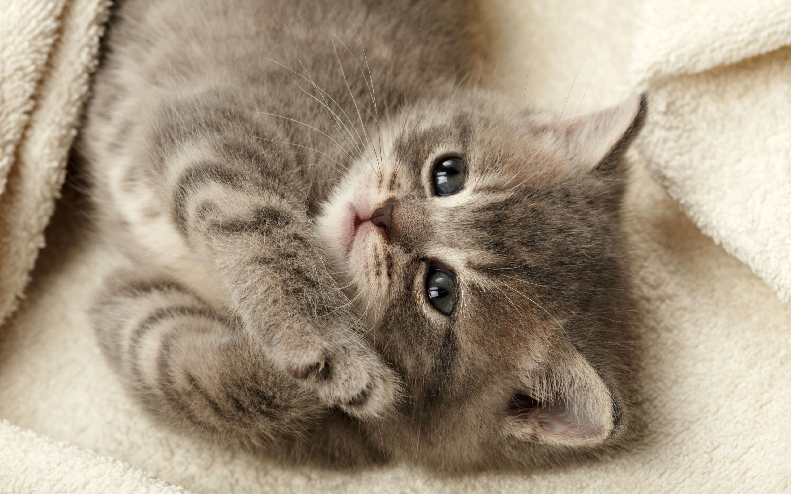 Gray Kitten Wallpapers - Wallpaper Cave