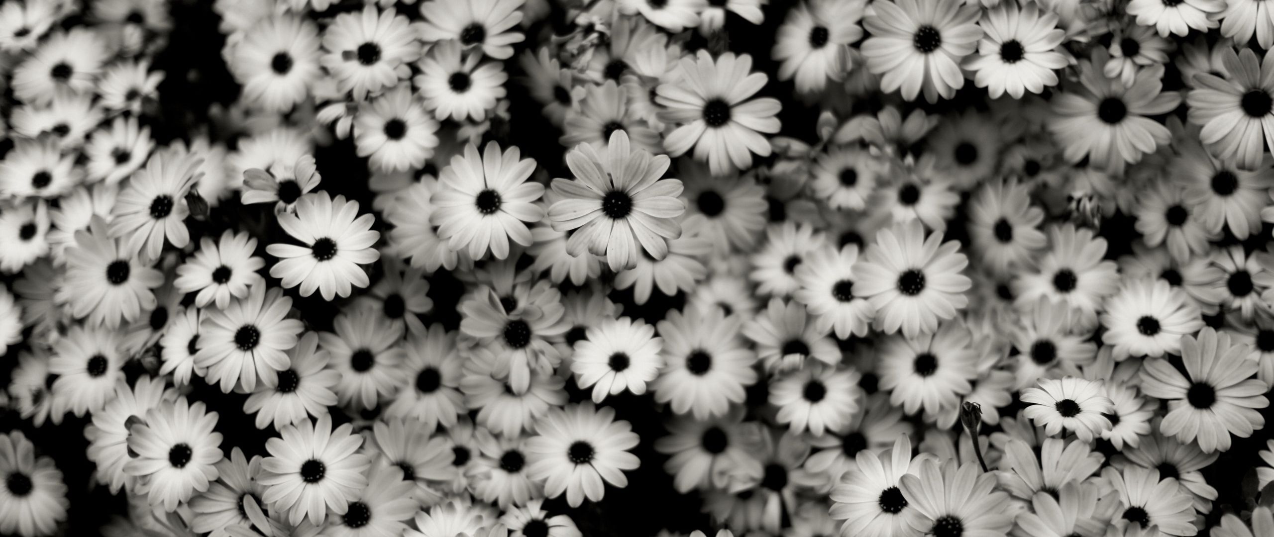 Grey Flowers Wallpapers - Wallpaper Cave