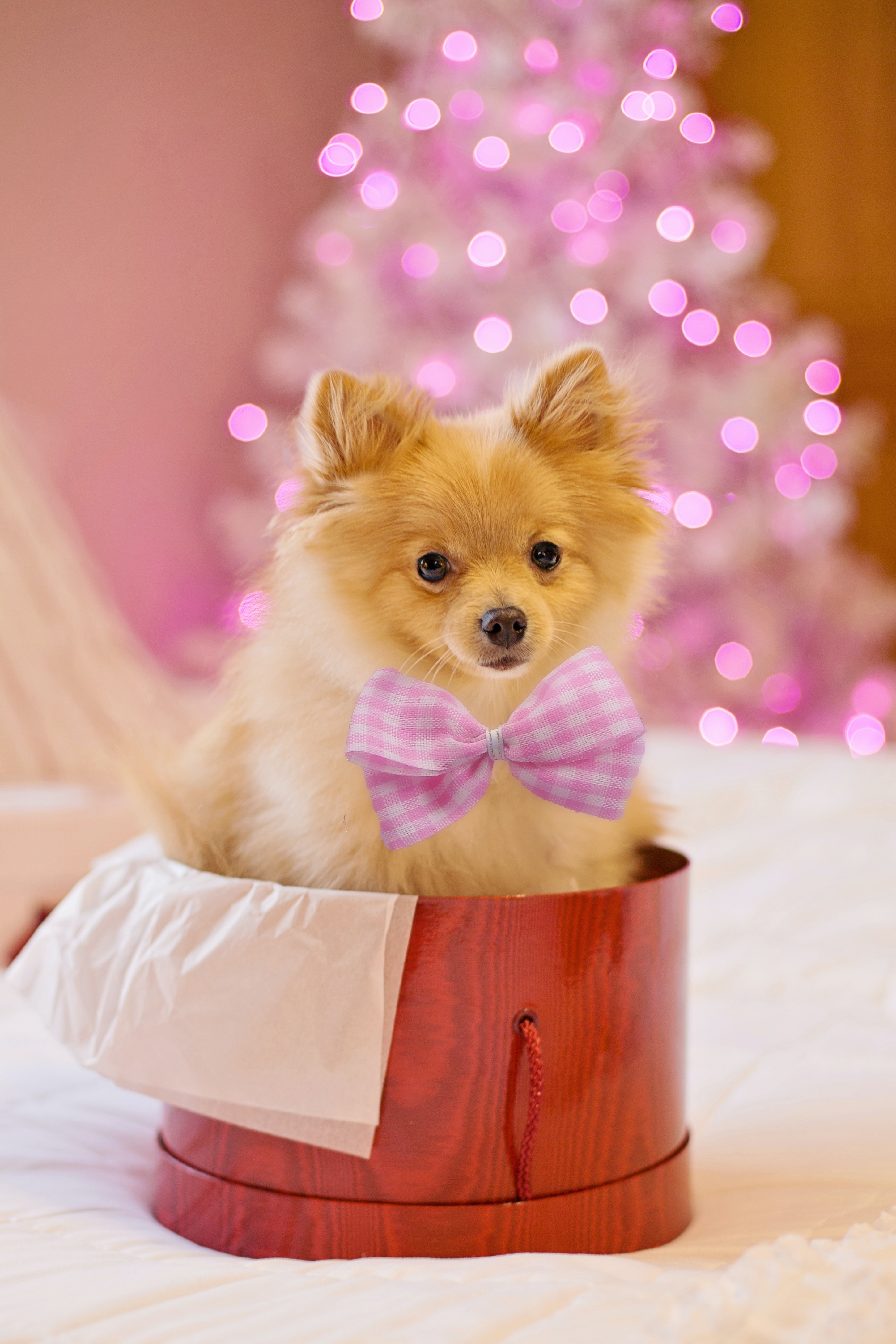 Baby Pomeranian Wallpapers - Wallpaper Cave