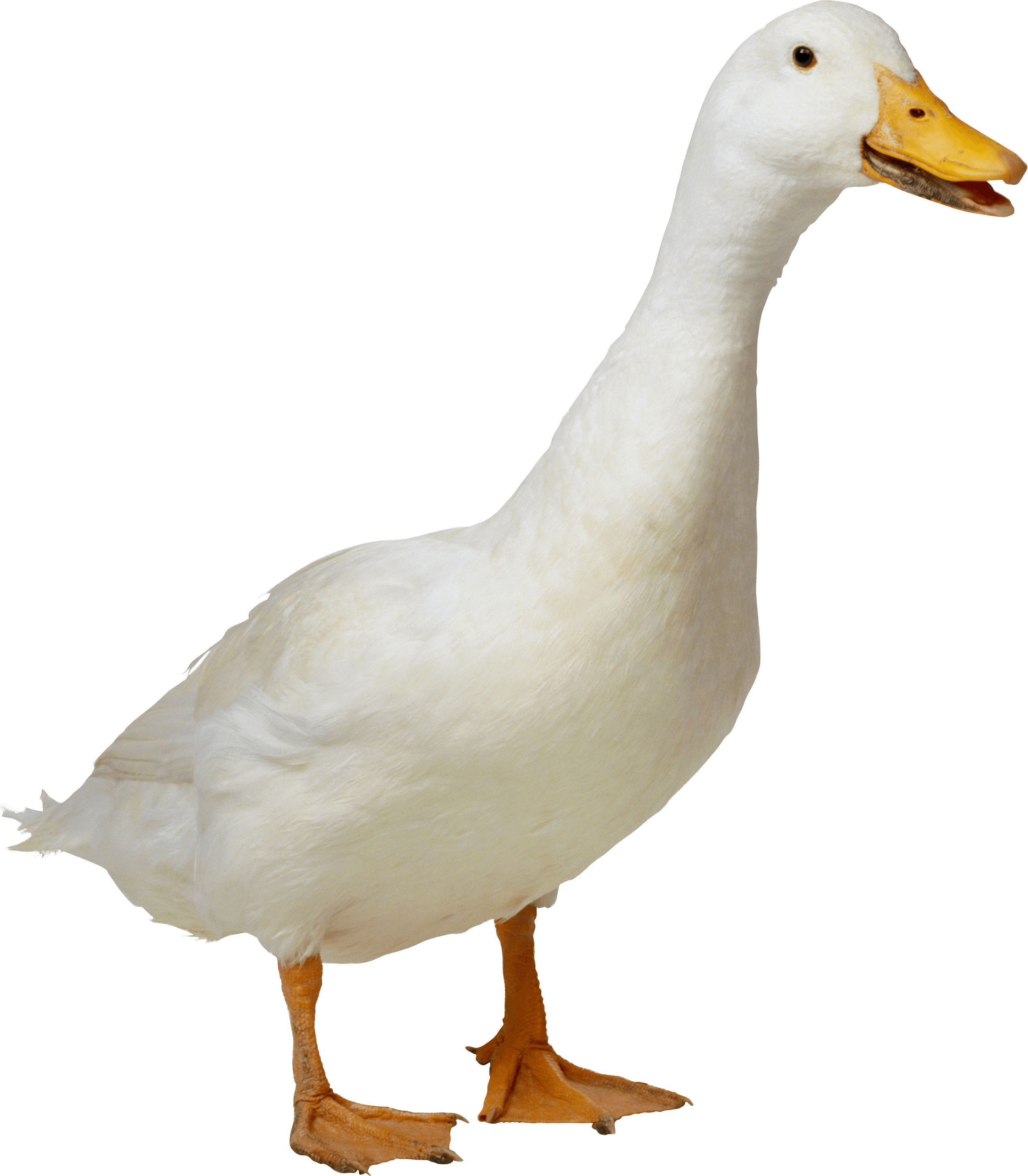 White Duck Wallpapers - Wallpaper Cave