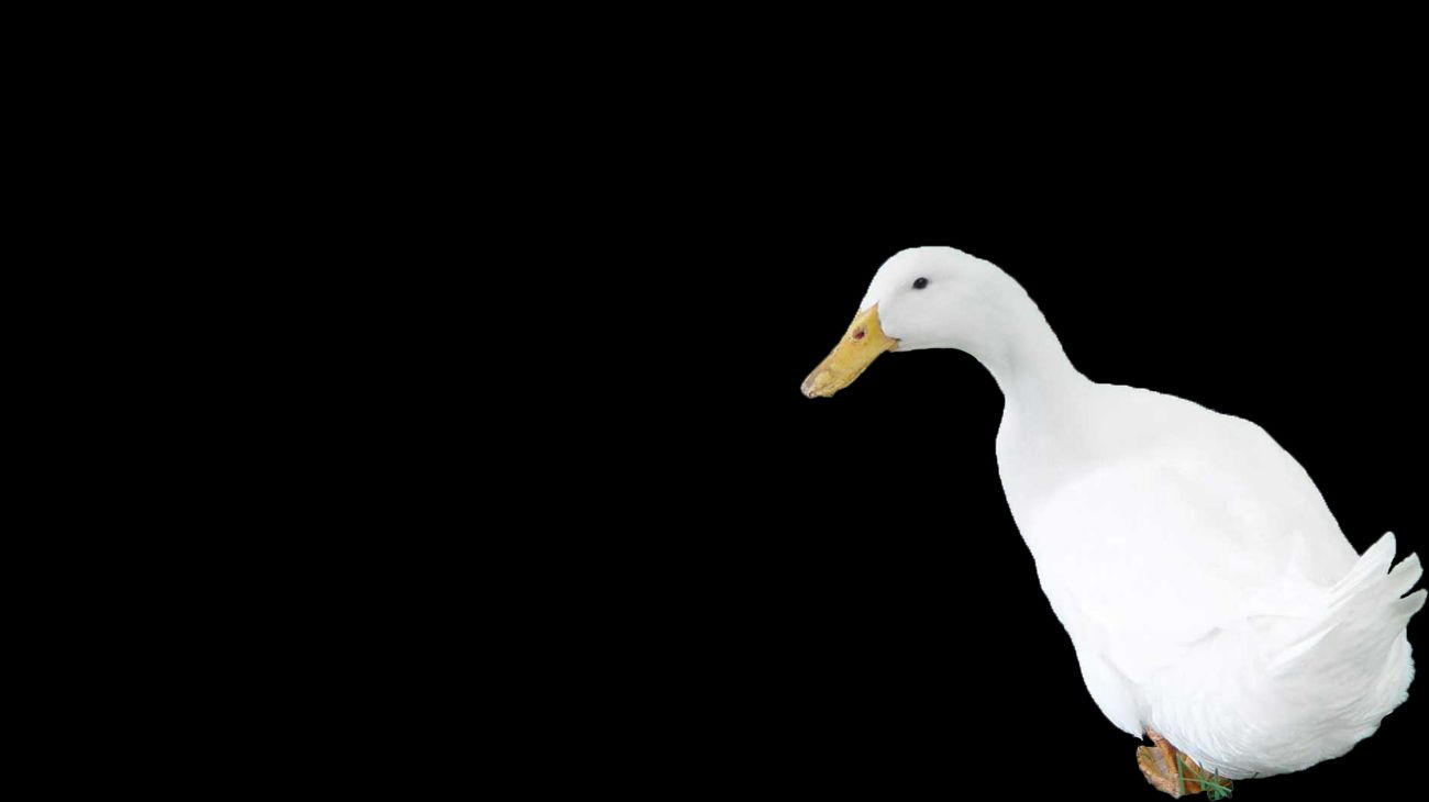 White Duck Wallpapers - Wallpaper Cave