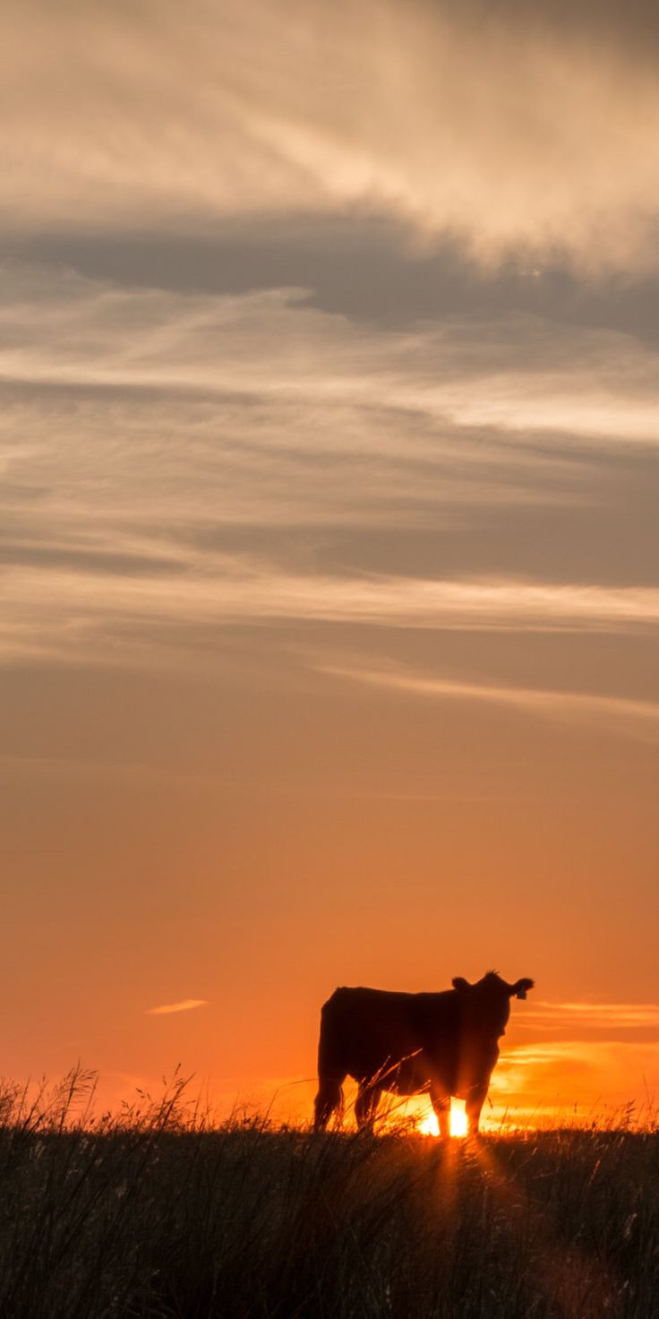 Cow Farm Wallpapers - Wallpaper Cave