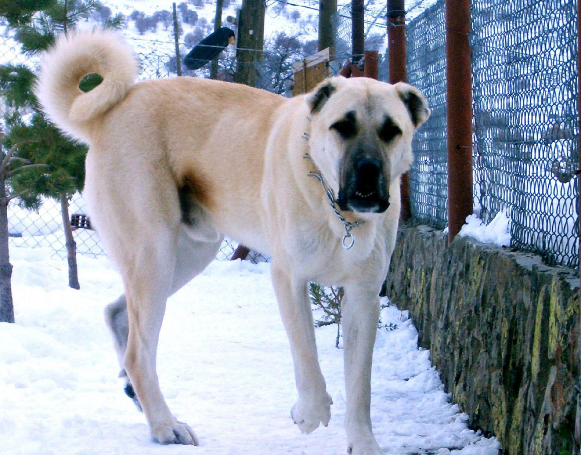 Kangal Shepherd Dog Wallpapers - Wallpaper Cave