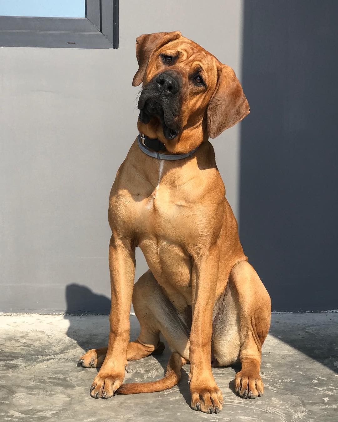 Tosa Dog Wallpapers - Wallpaper Cave