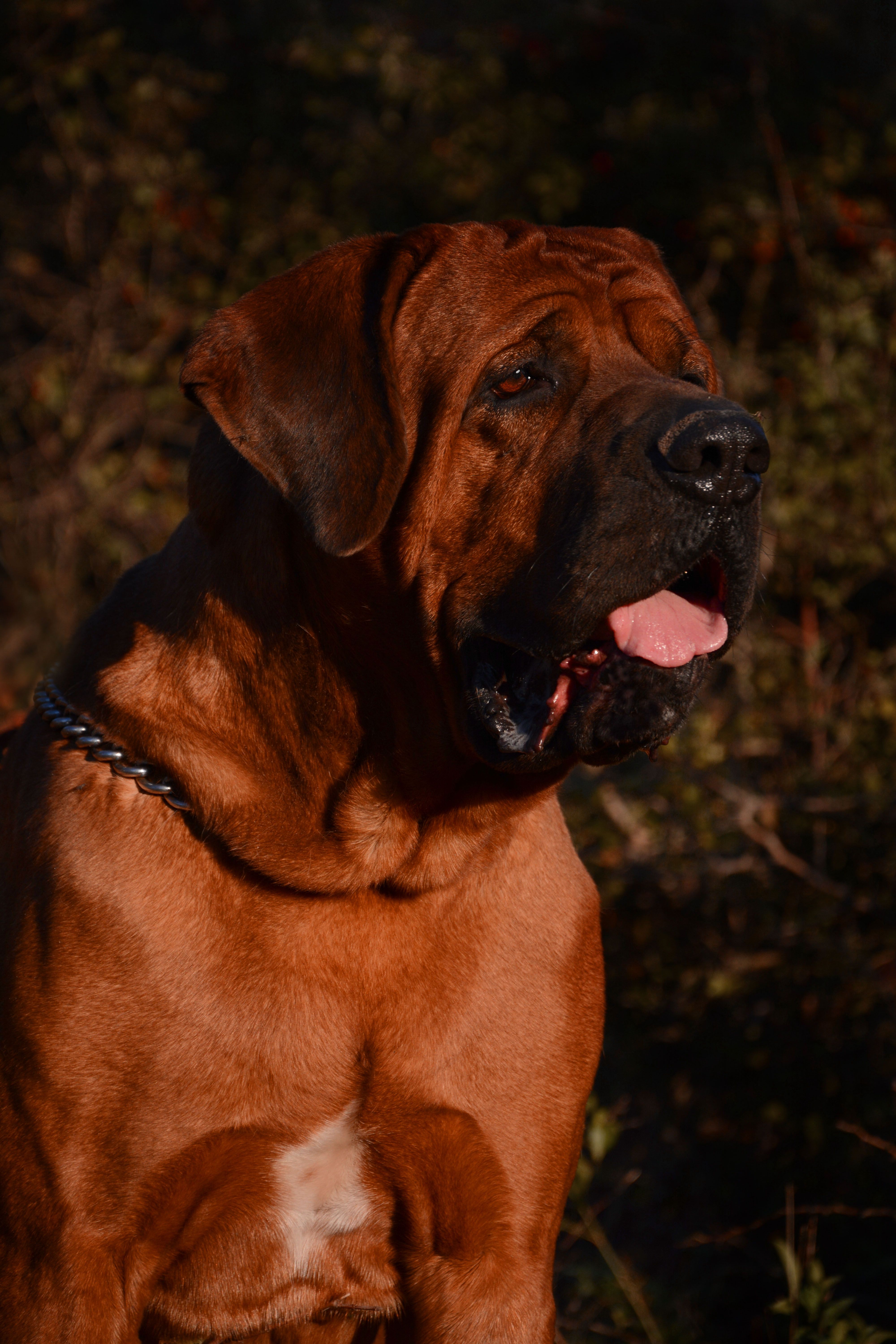 Tosa Dog Wallpapers - Wallpaper Cave