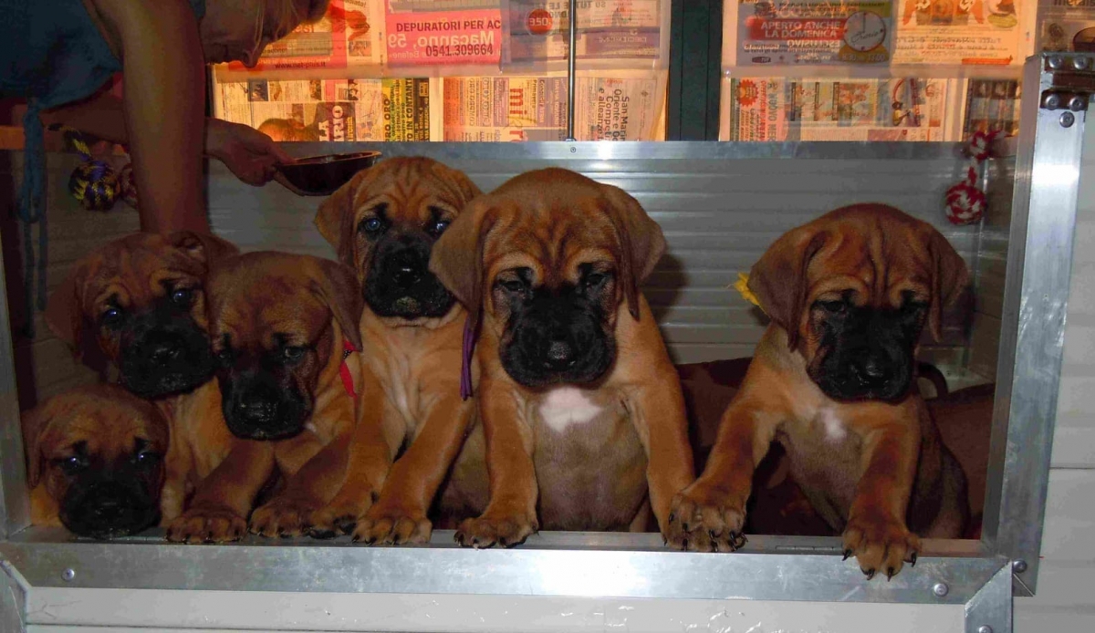 Tosa Dog Wallpapers - Wallpaper Cave