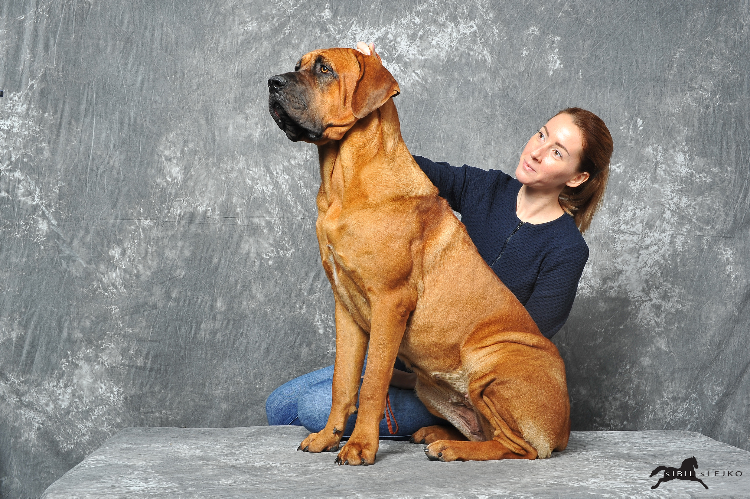 Tosa Dog Wallpapers - Wallpaper Cave