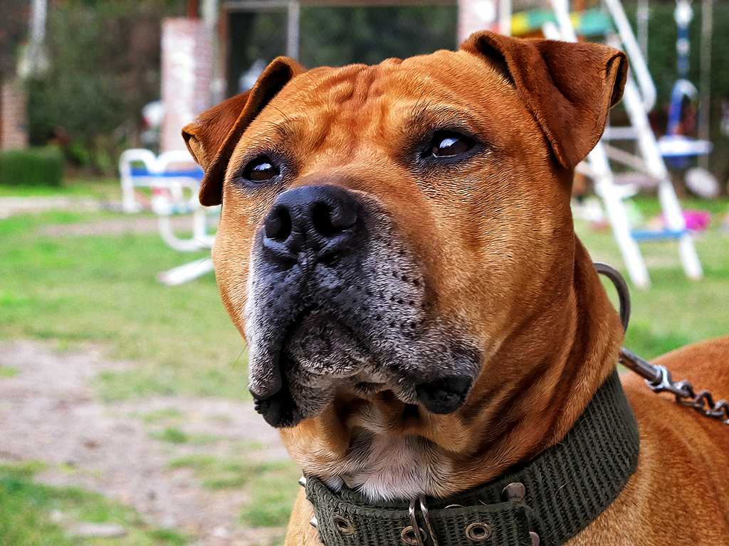 Tosa Dog Wallpapers - Wallpaper Cave