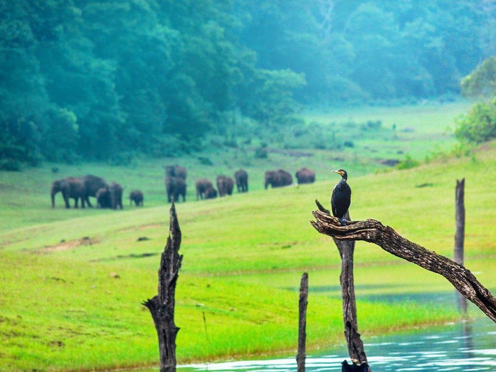 Thekkady Wallpapers - Wallpaper Cave