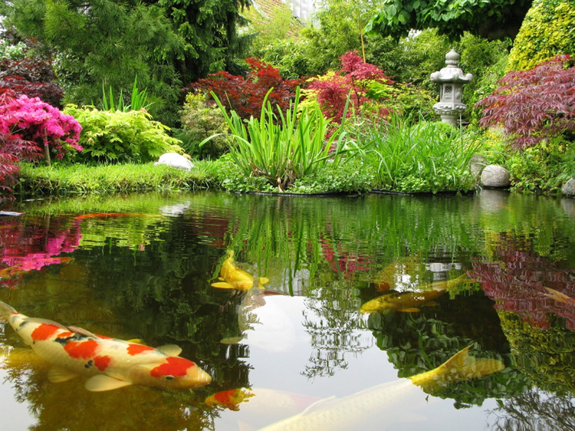 Fish Pond Wallpapers - Wallpaper Cave