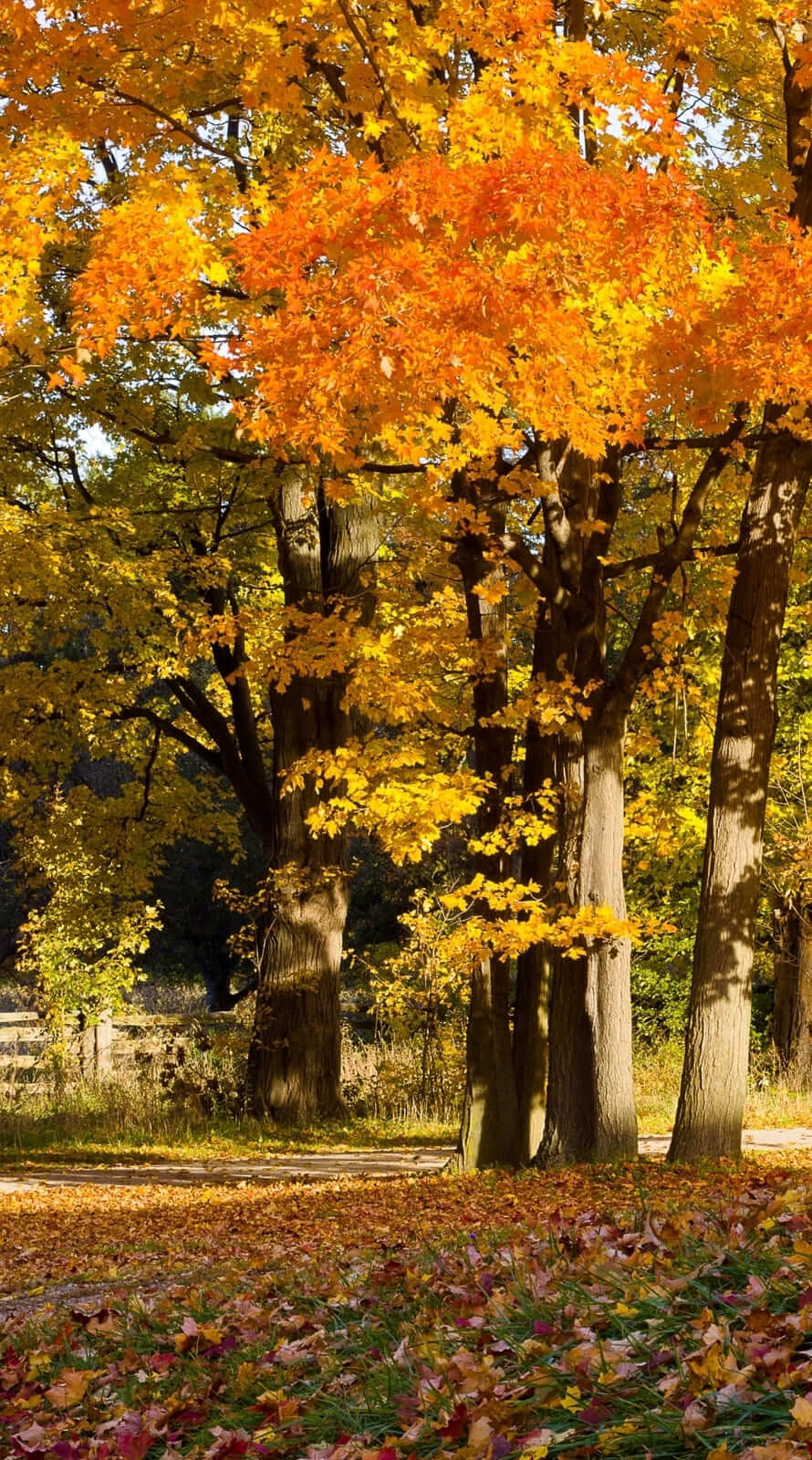 Forest Fall Wallpapers - Wallpaper Cave