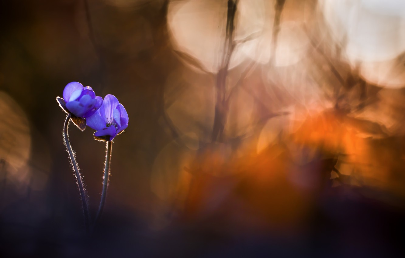 Hepatica Wallpapers - Wallpaper Cave