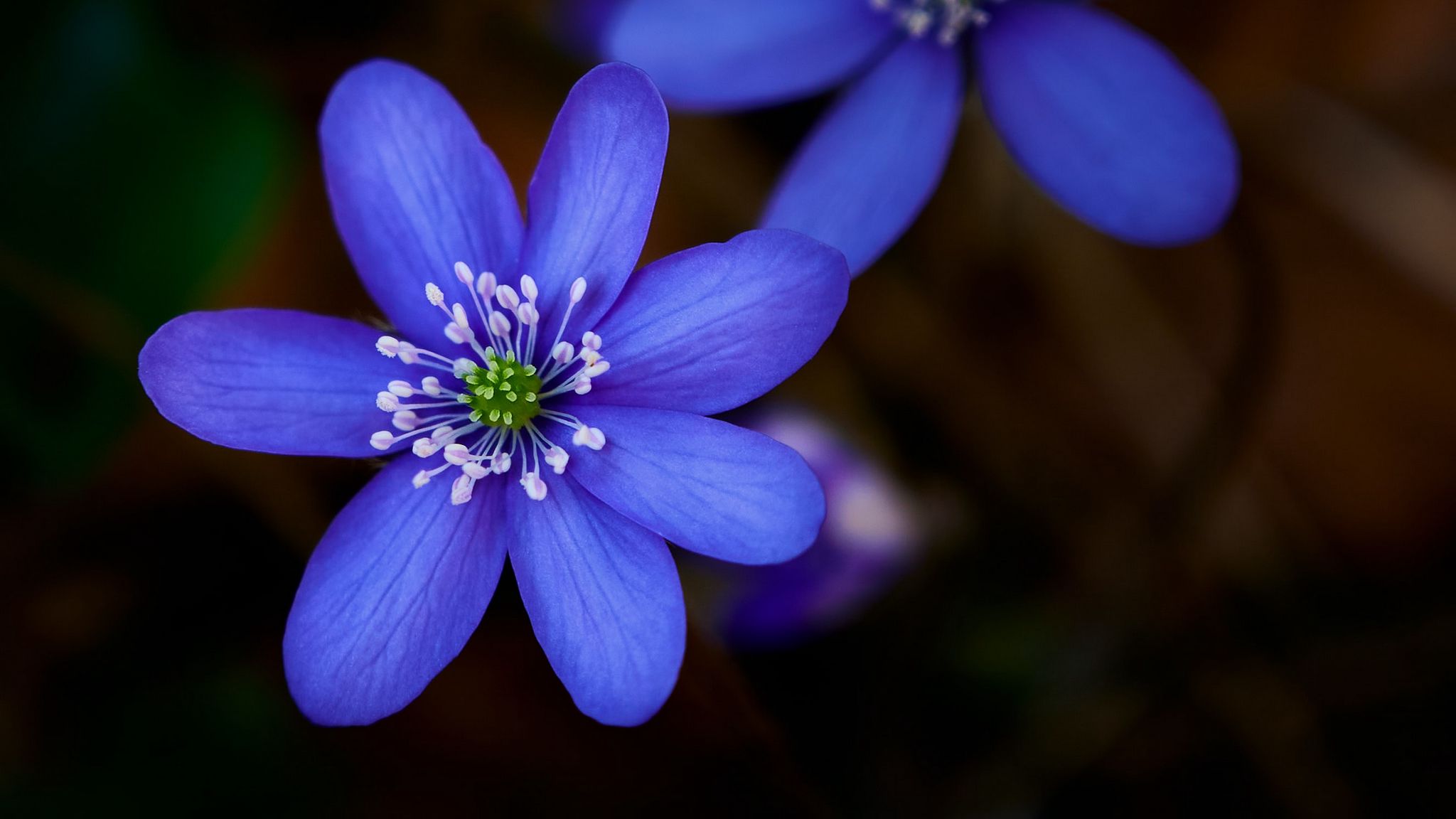 Hepatica Wallpapers - Wallpaper Cave