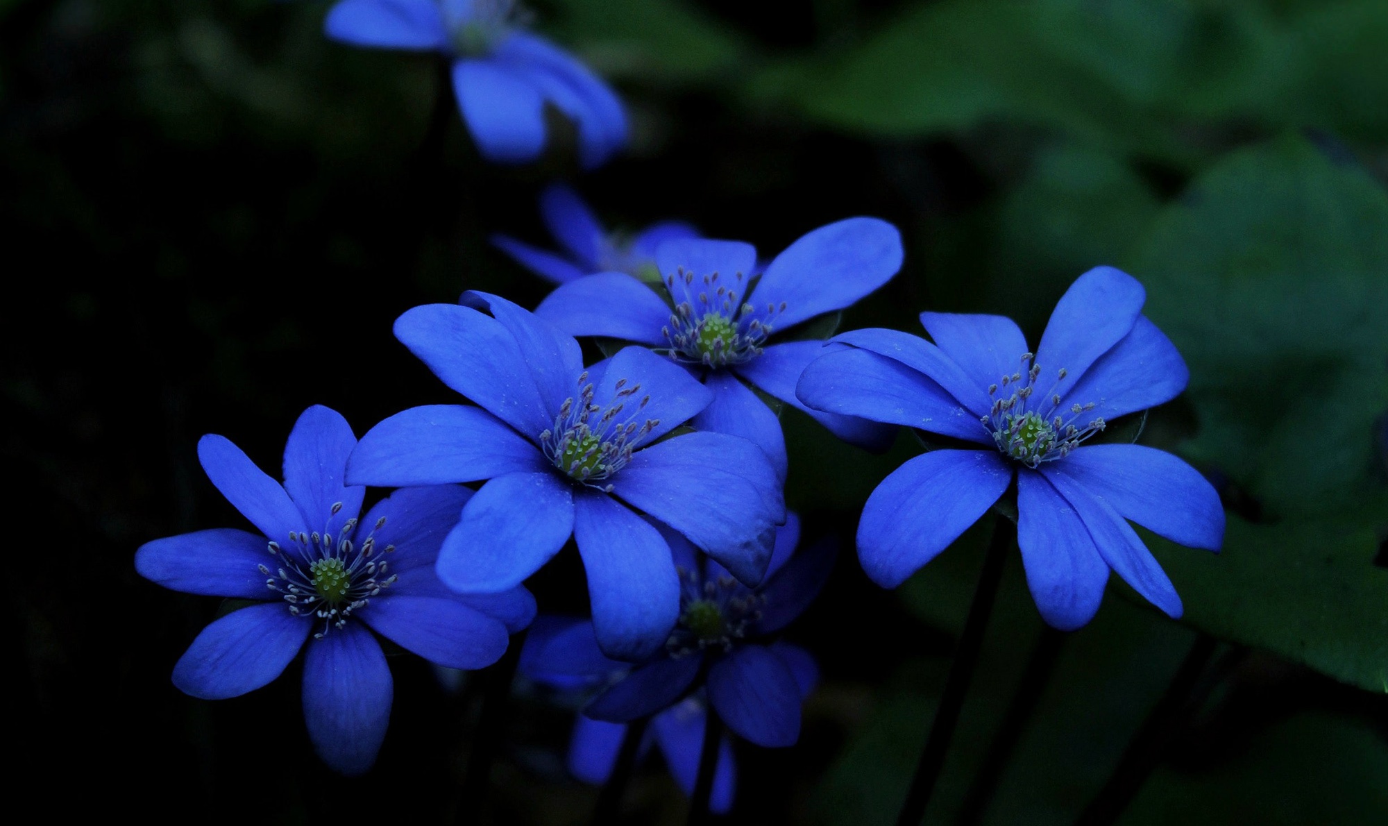 Hepatica Wallpapers - Wallpaper Cave