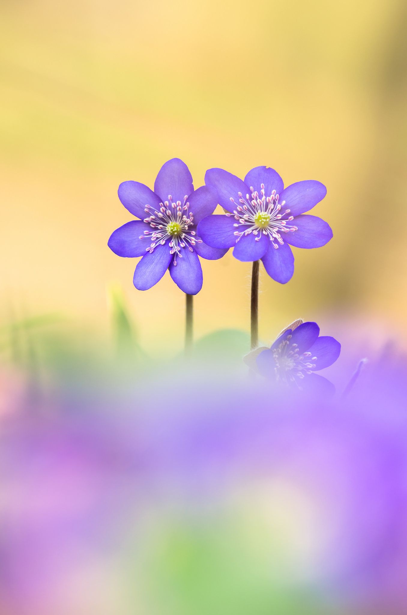 Hepatica Wallpapers - Wallpaper Cave