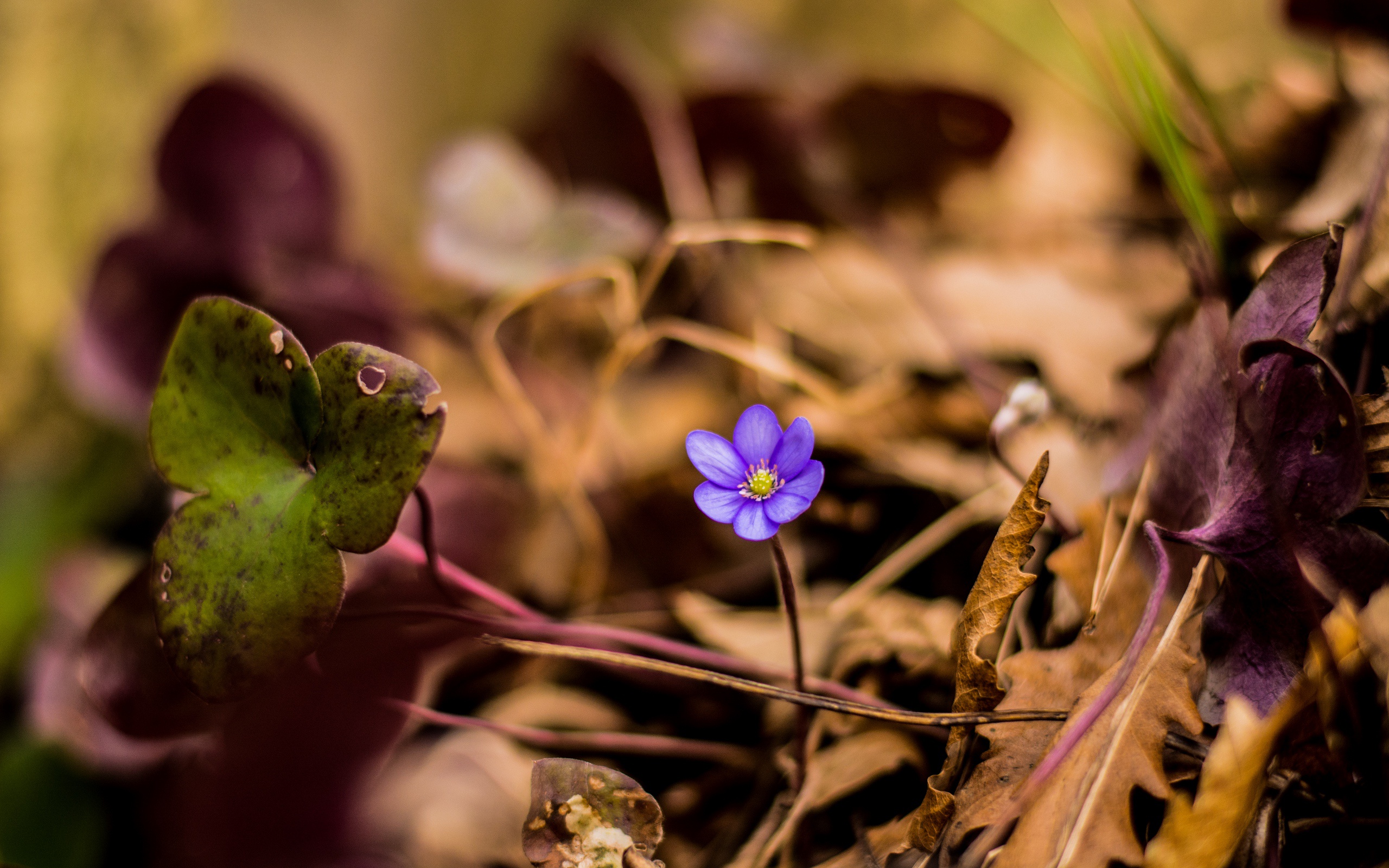 Hepatica Wallpapers - Wallpaper Cave