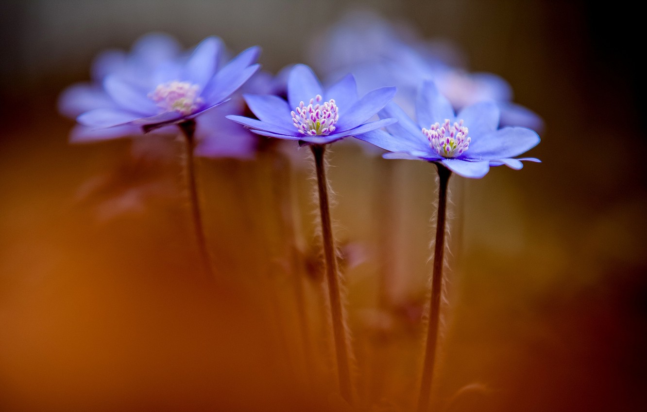 Hepatica Wallpapers - Wallpaper Cave