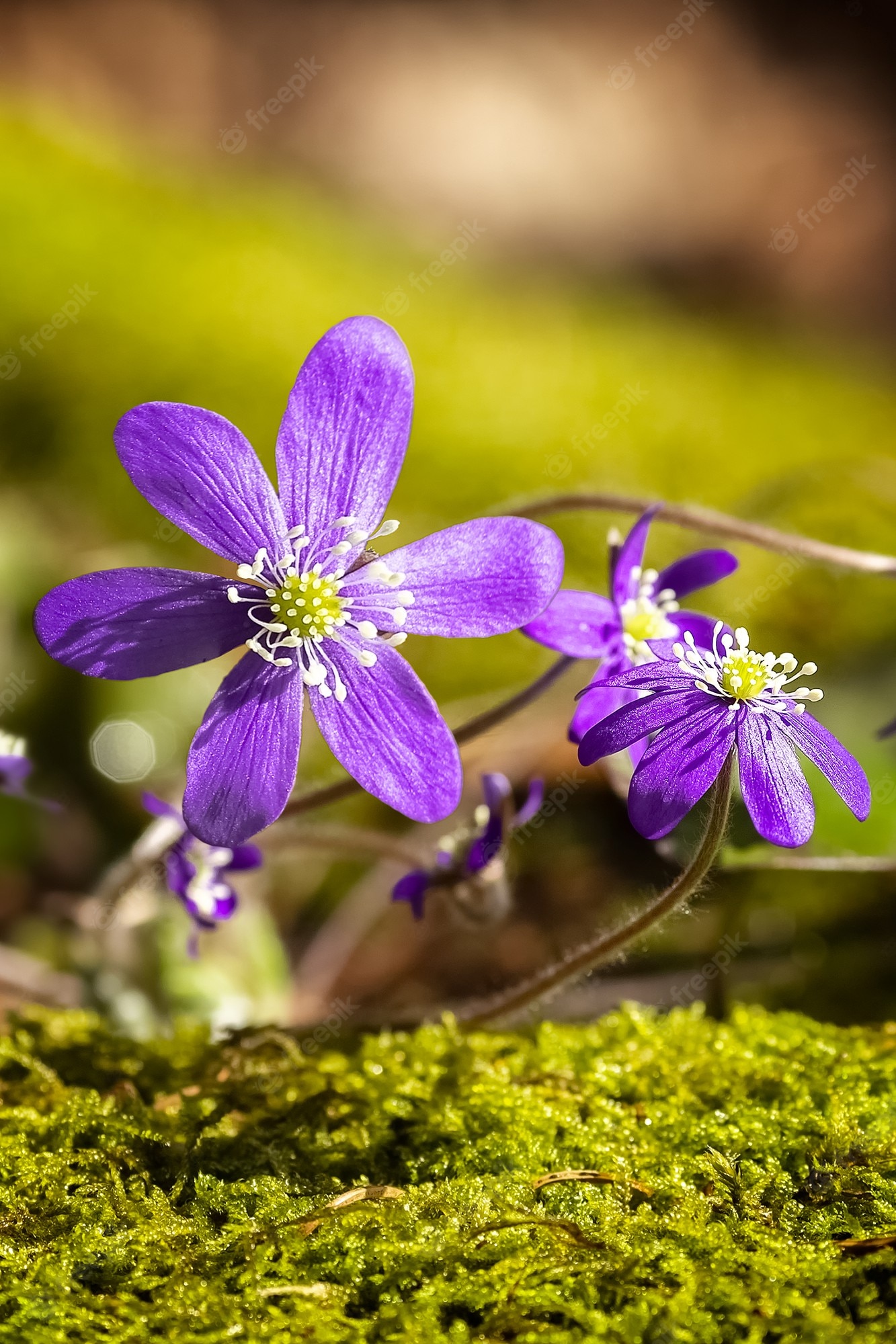 Hepatica Wallpapers - Wallpaper Cave
