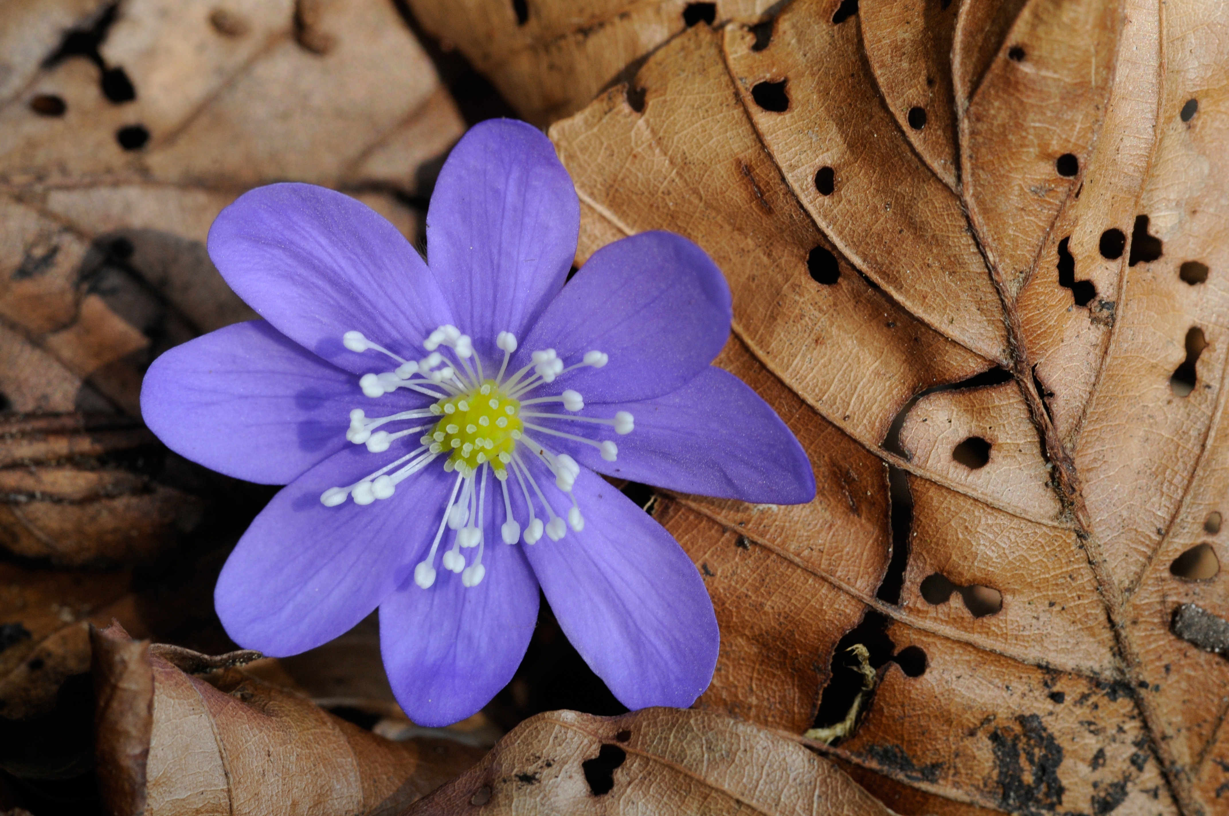 Hepatica Wallpapers - Wallpaper Cave