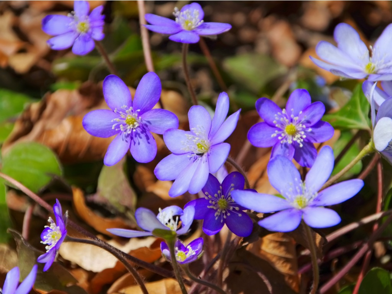 Hepatica Wallpapers - Wallpaper Cave